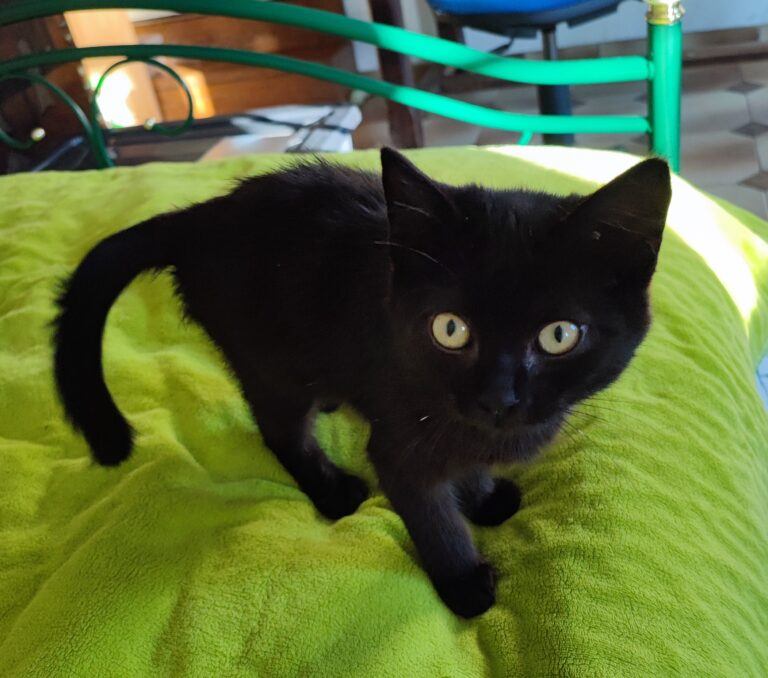 SHADOW, Prêt pour une gentille famille – ADOPTE | Chat l'heureux