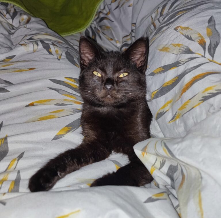 SHADOW, Prêt pour une gentille famille – ADOPTE | Chat l'heureux